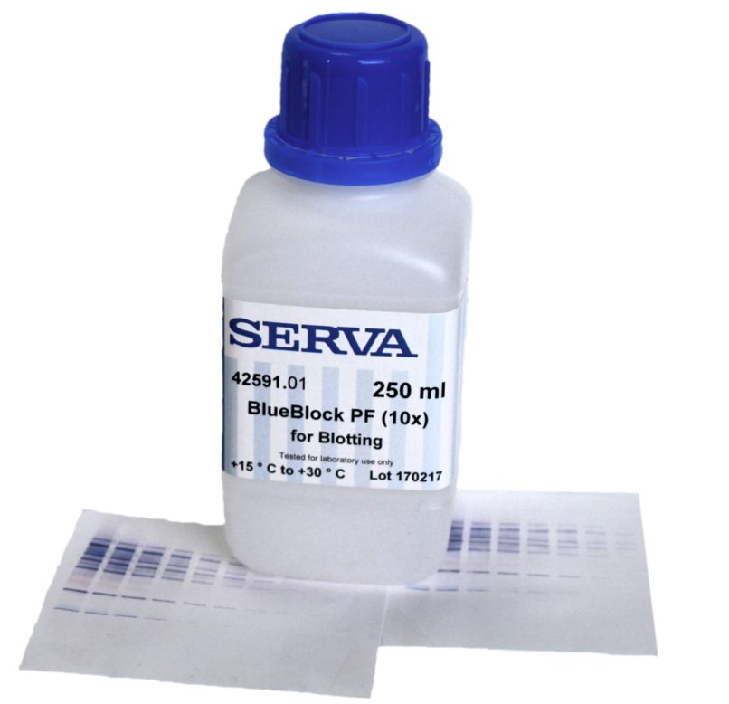 SERVA Western blotting - From gel to signal – SERVA portal