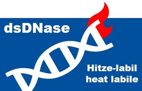 New product: dsDNase, heat labile – SERVA portal