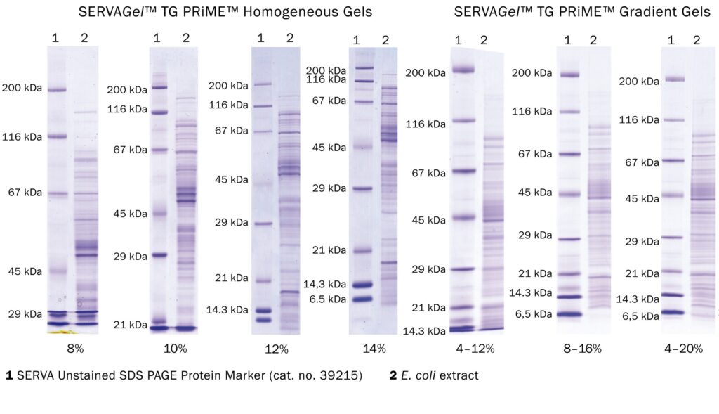 SERVA Western blotting - From gel to signal – SERVA portal